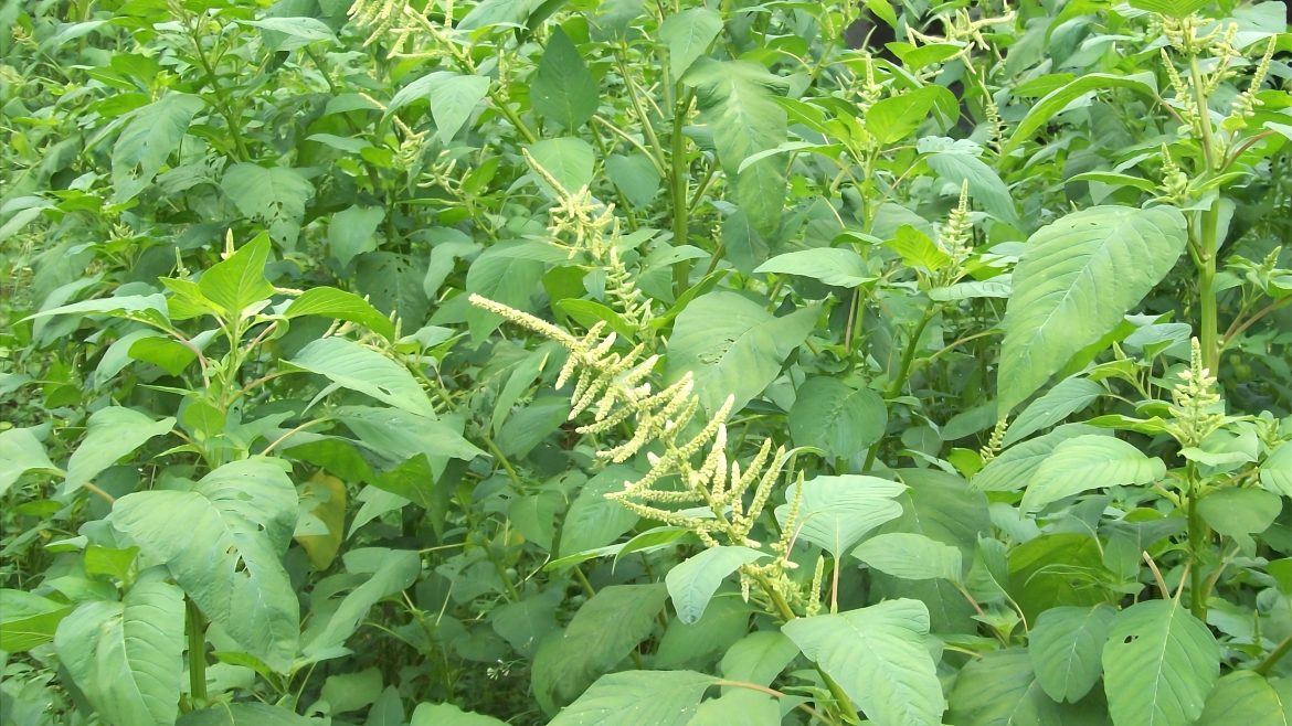 Amaranth or Kulitis: A Hardy Super Plant Filipino Farmers Are Rediscovering