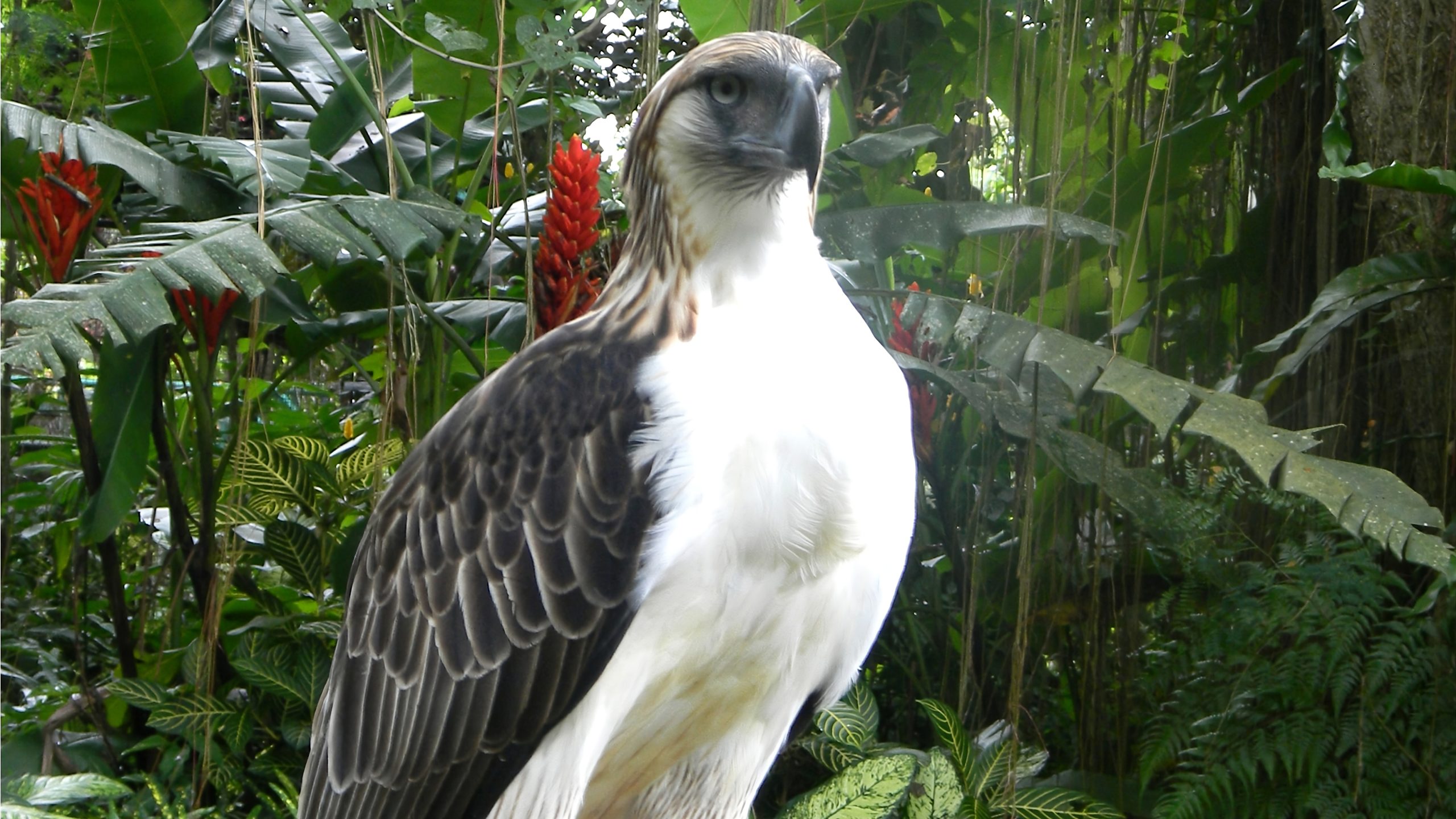 Philippine Eagle Maternal Lineage Diversity, Study Shows