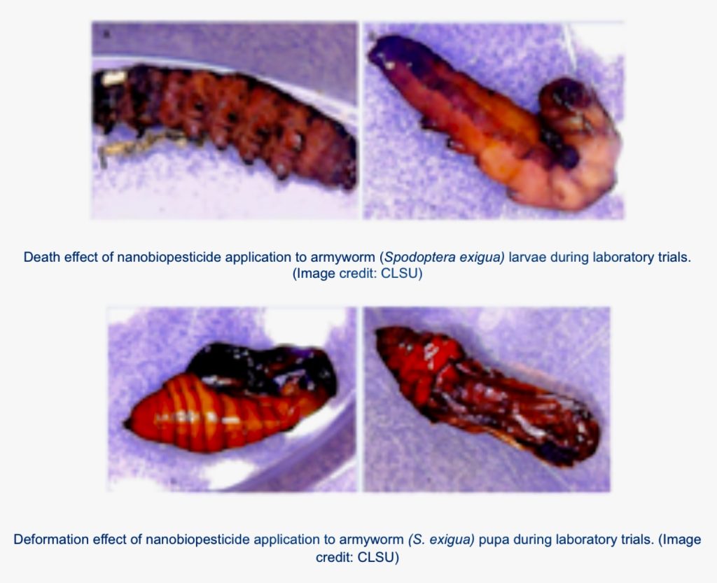 Nanobiopesticide Armyworm Larvae Eliminated Within 48 Hours, CLSU Study ...