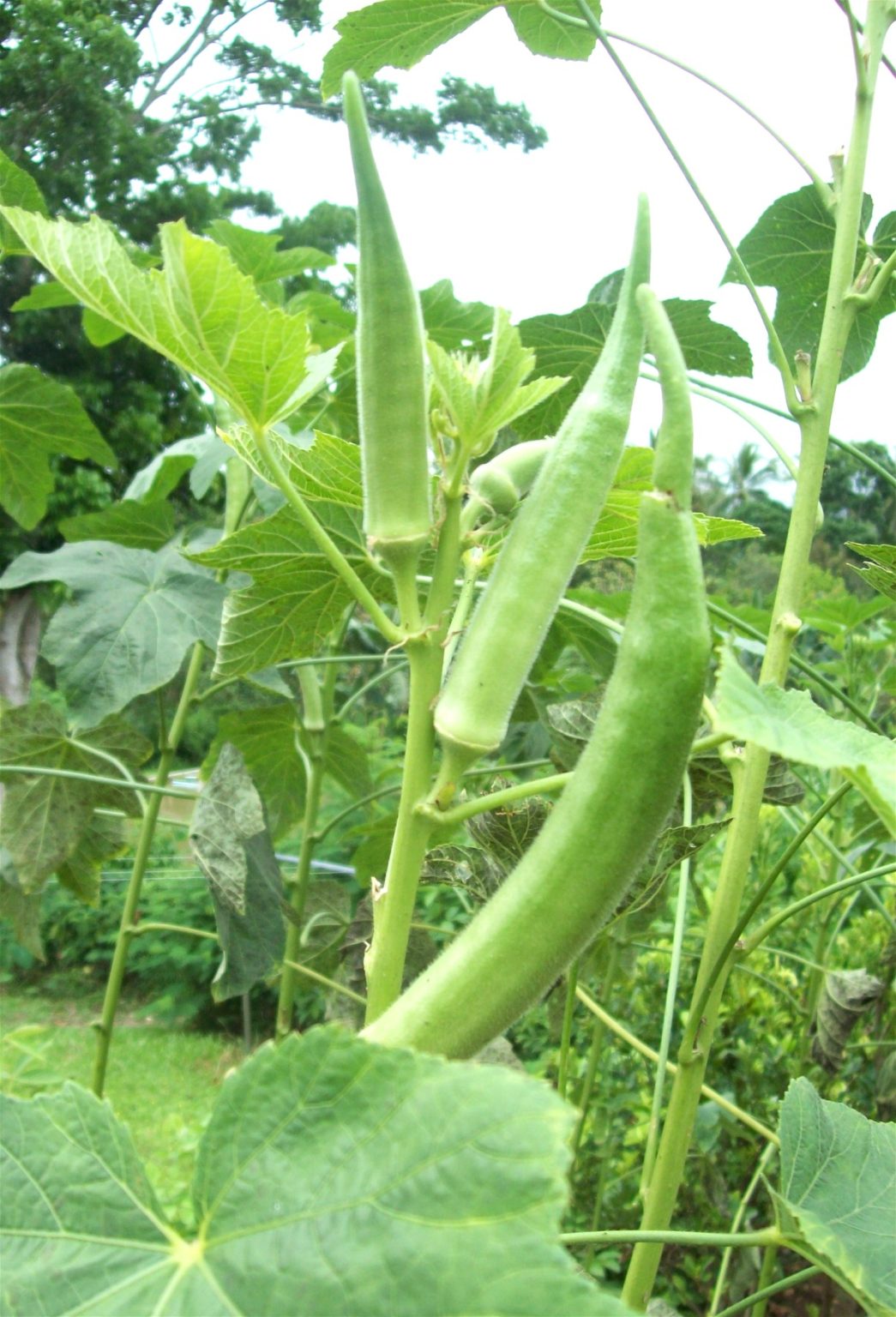 Okra Vegetable: Health Benefits, Origin, and Uses in Filipino Cooking